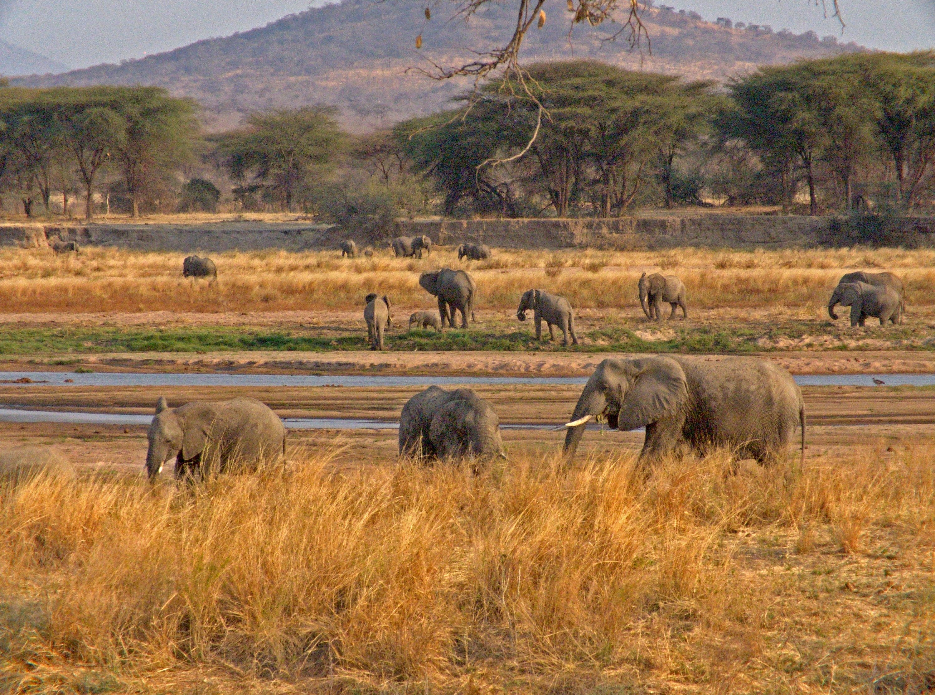 What are the best destinations for a safari? - Quotatrip
