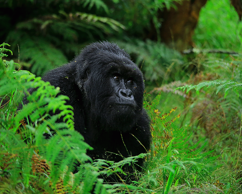 Safari de 10 jours de trekking avec les gorilles et d'observation de la ...