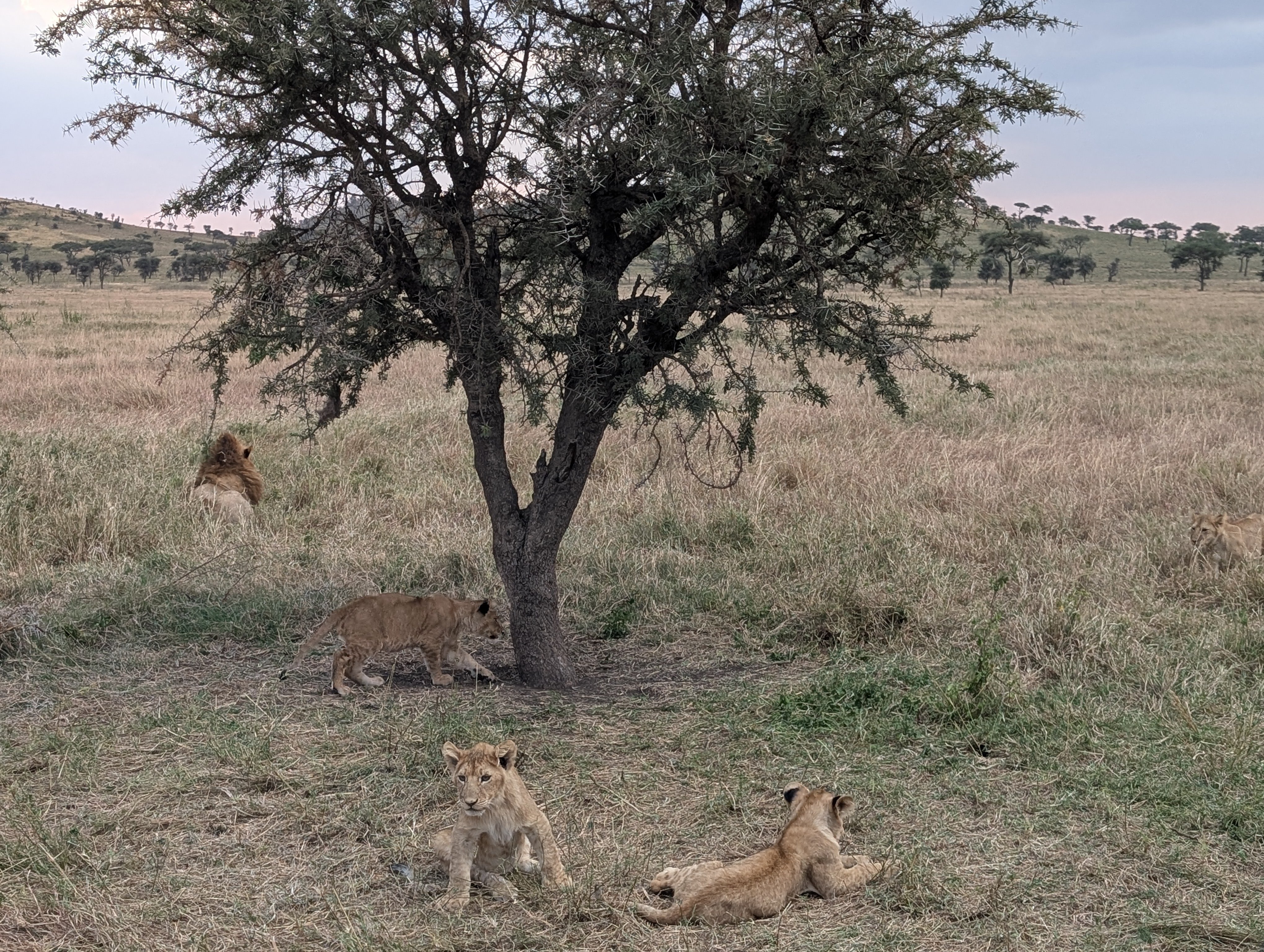 11-Day Northern Safari Circuit & Zanzibar Mid-Range Tour - Quotatrip