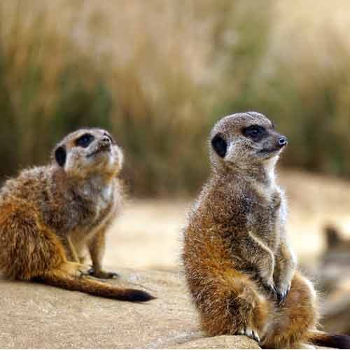 Safari in Kenia: 9-daagse route om de Big Five te zien - Quotatrip