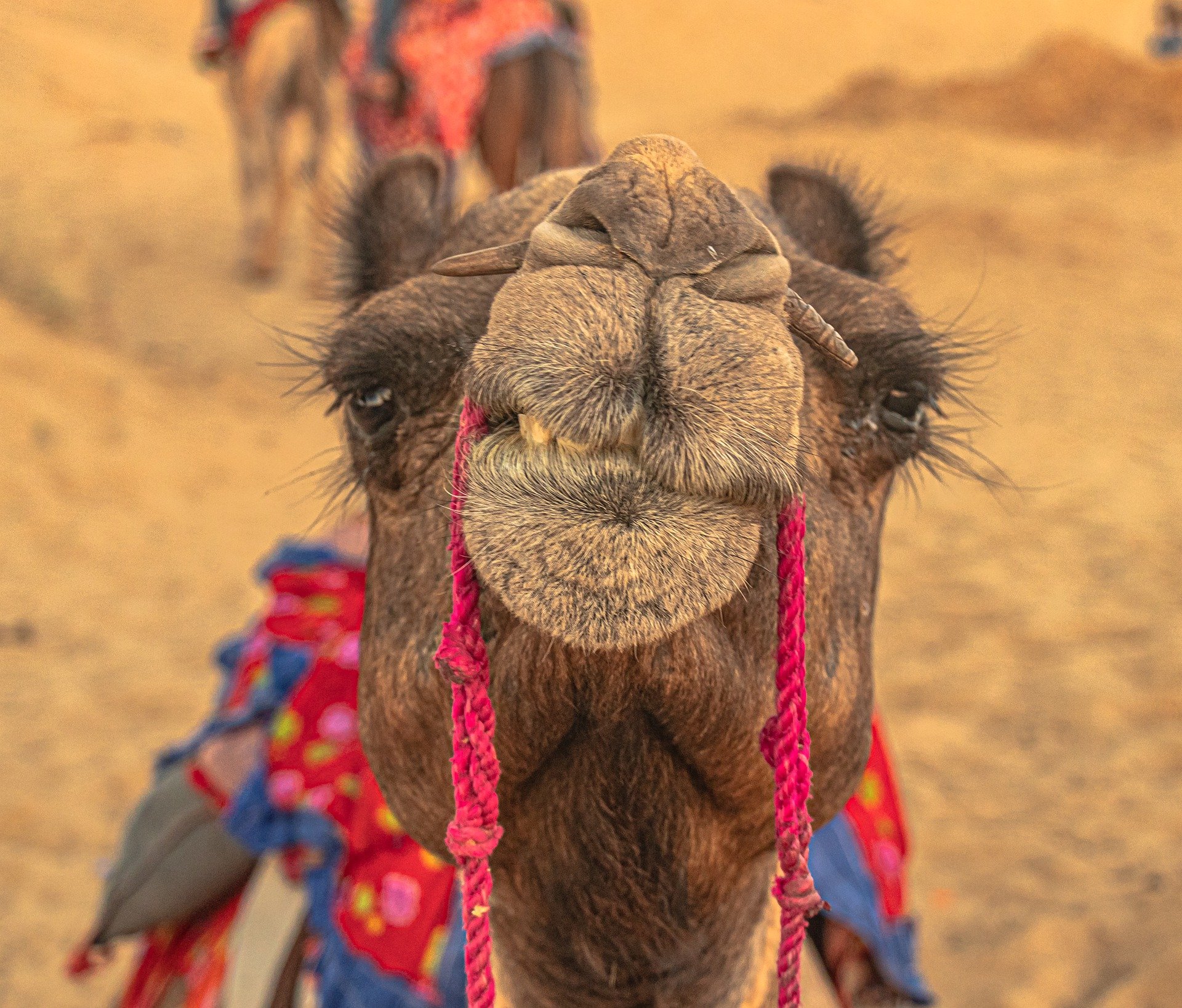 Cultural Kaleidoscope: Discover India's Golden Treasures - Quotatrip