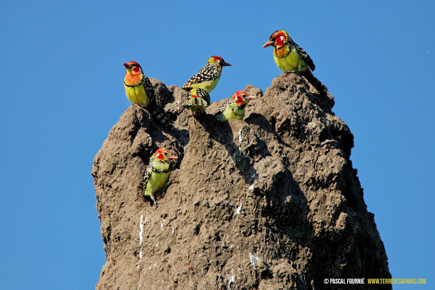 Safari de observação de aves - Quotatrip